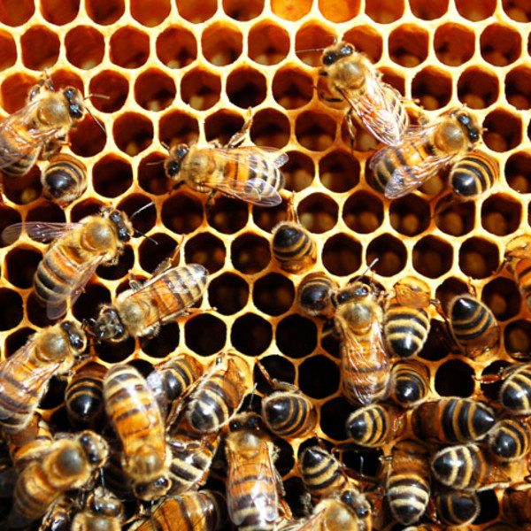 Egregore and Freemasonry – MASONIC PHILOSOPHICAL SOCIETY